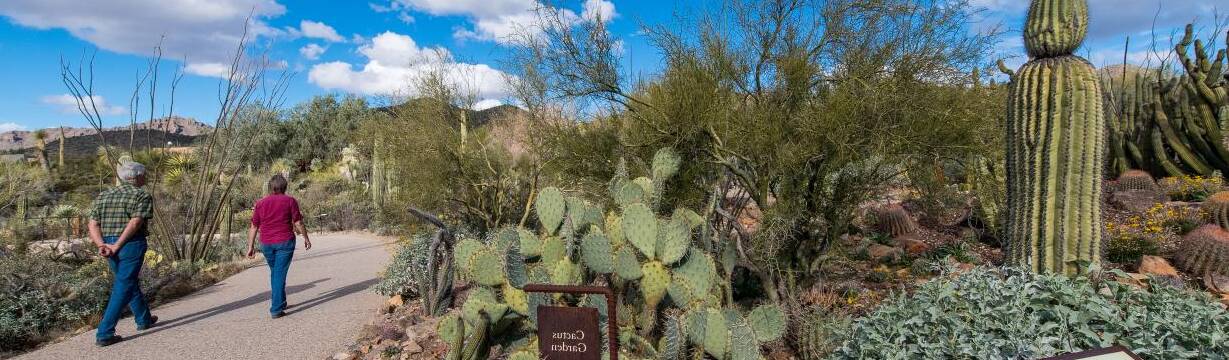 Cactus Free Walking Tour 】